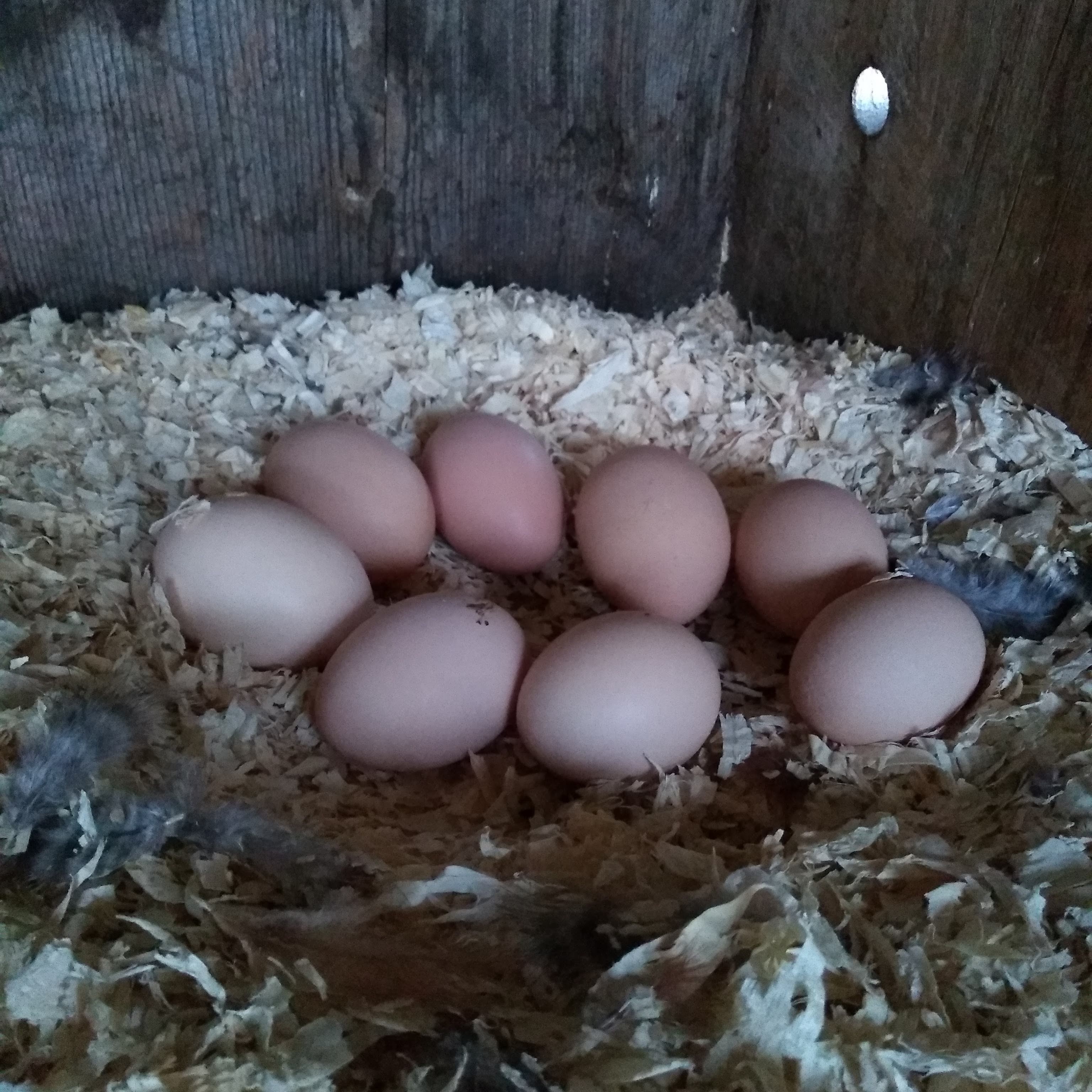 Spring (?) – Two Rock Ridge Farm