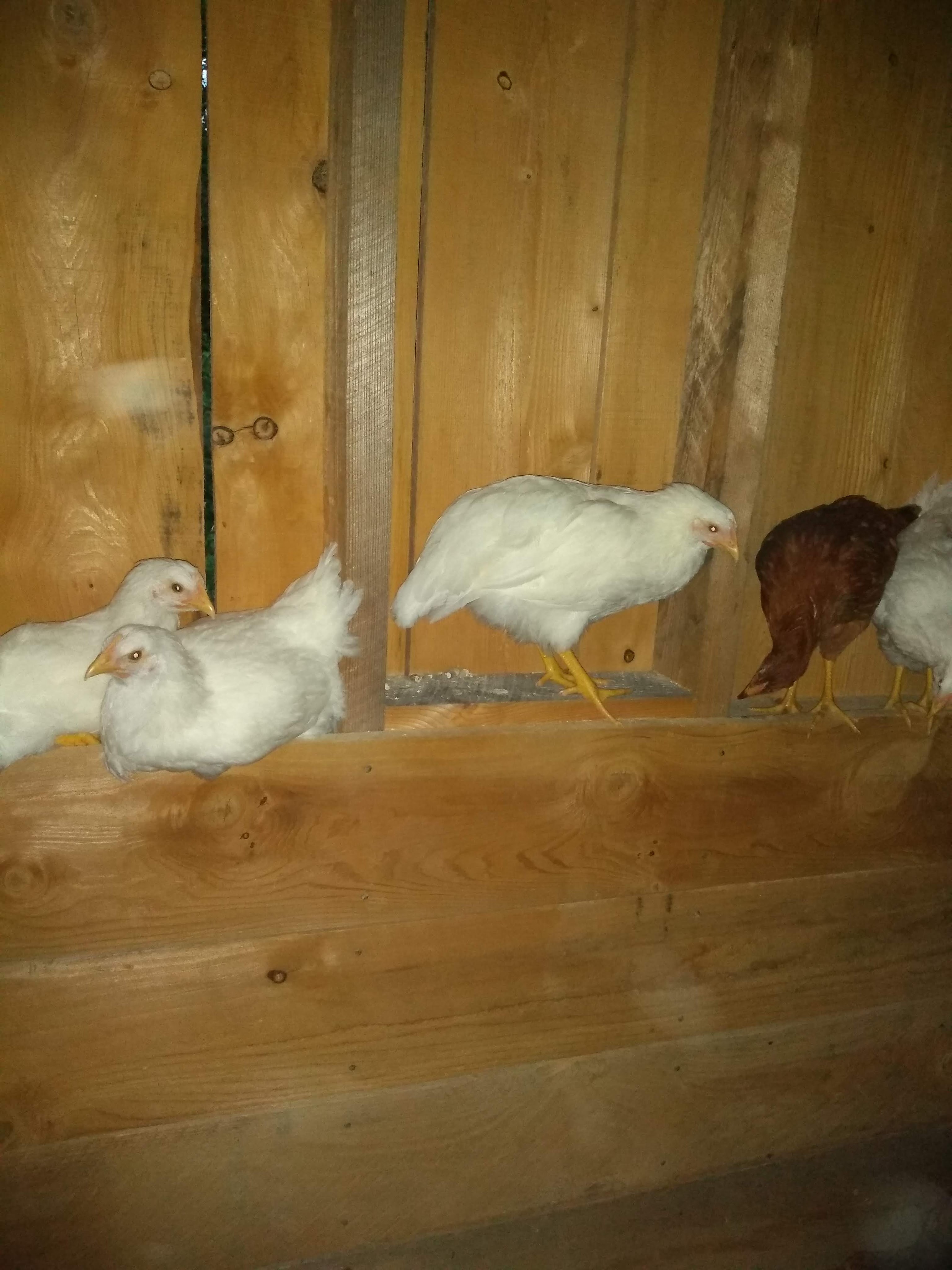 Chicken math – Two Rock Ridge Farm